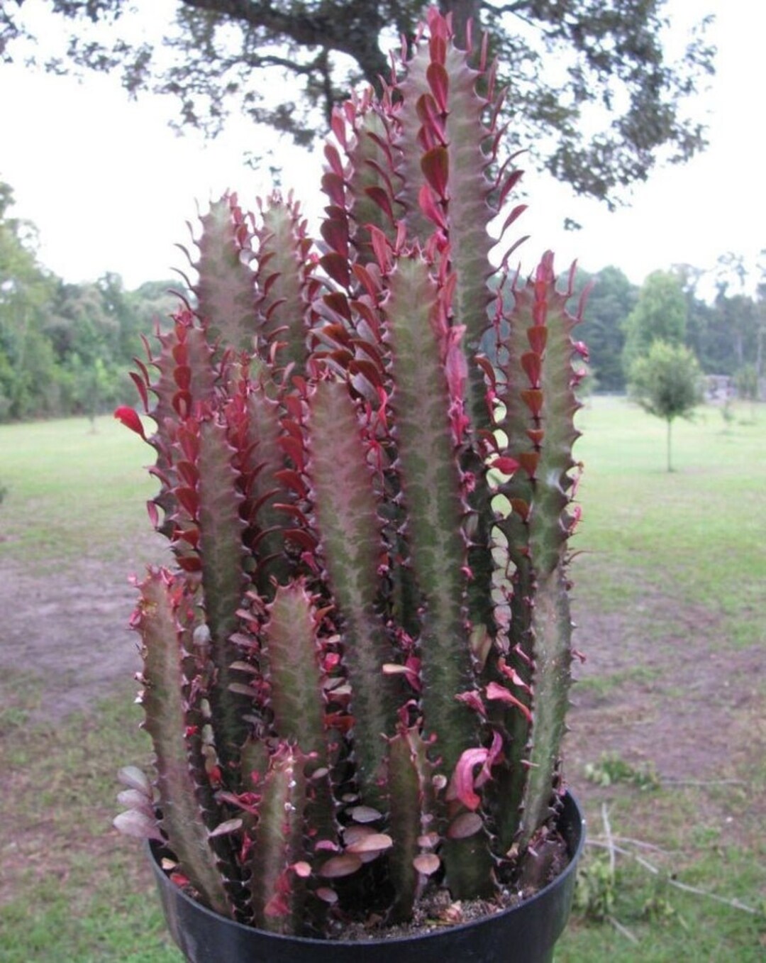 Euphorbia One 1 CATHEDRAL 'ruby Red' Trigona Healthy - Etsy