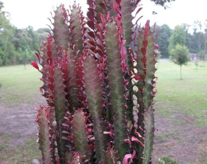 Euphorbia One 1 CATHEDRAL 'ruby Red' Trigona Healthy Rooted Cuttings 16 ...