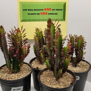 Euphorbia One 1 CATHEDRAL 'ruby Red' Trigona Healthy - Etsy