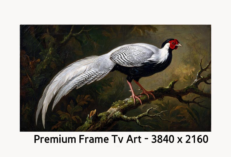 Silver Pheasant Bird Samsung Frame TV Art | 4K Antique Ornithology ...