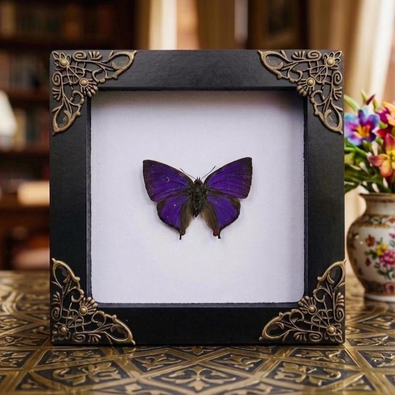 Real Insect Wall Decor - Etsy