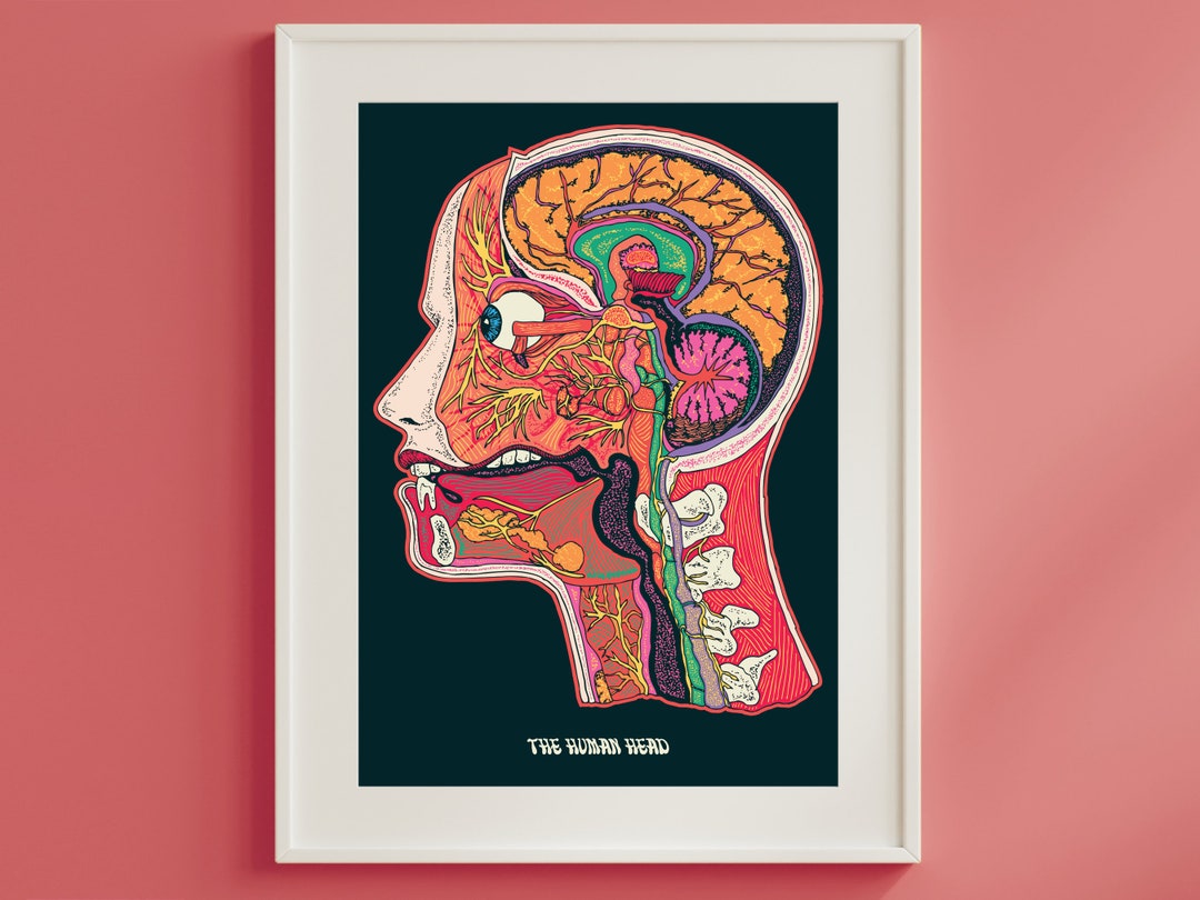 Human Head and Brain Anatomy Poster - Illustrated Anatomy Print - Etsy