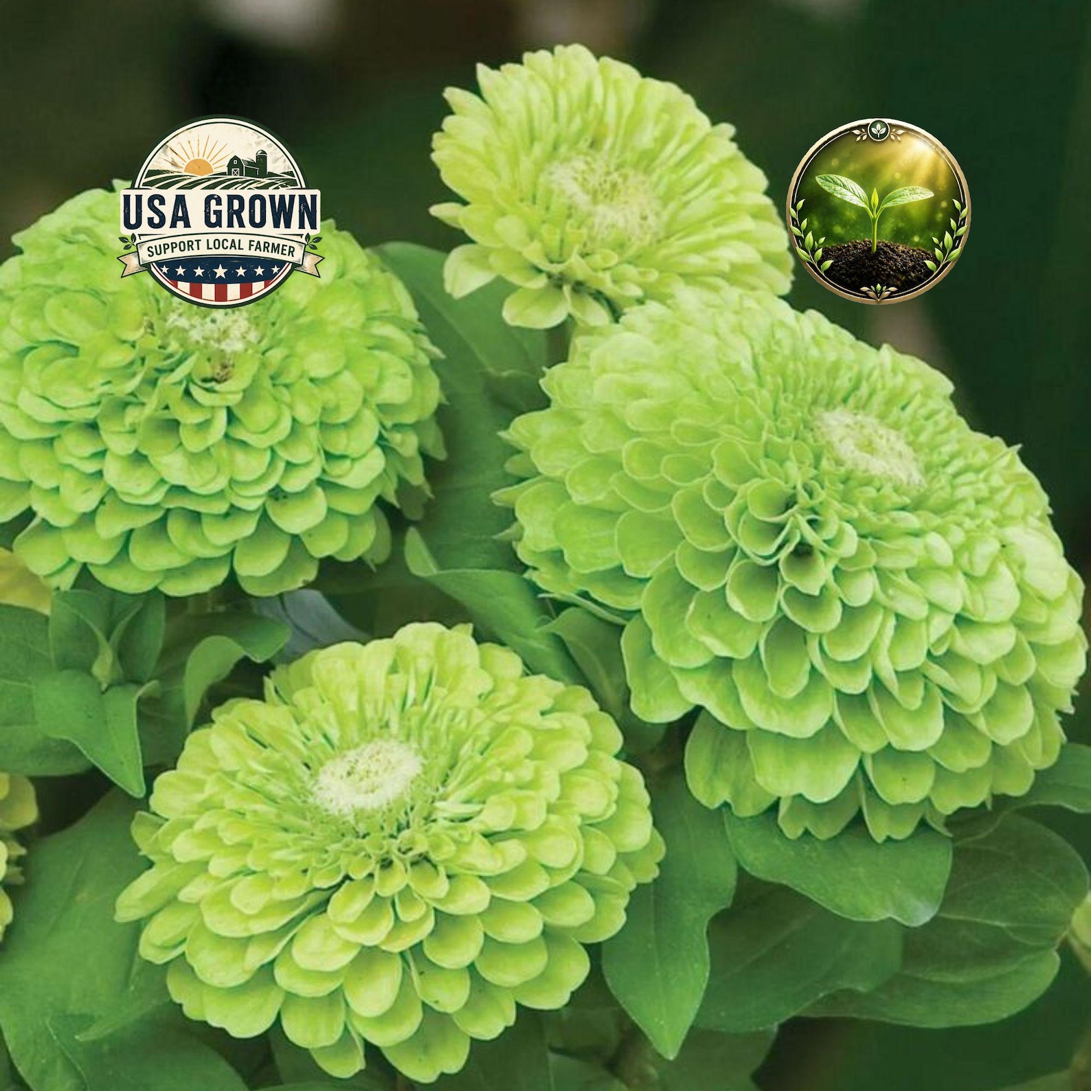 Zinnia Envy Seeds | Rare Lime Green Cut Flower Garden Blooms - Etsy