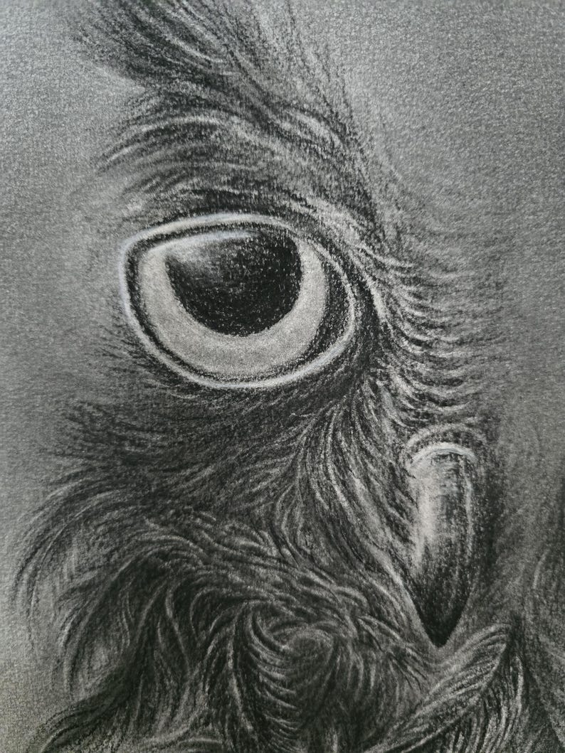 Original Owl Charcoal Drawing A4 – Hand-drawn Animal Art on Grey Paper ...