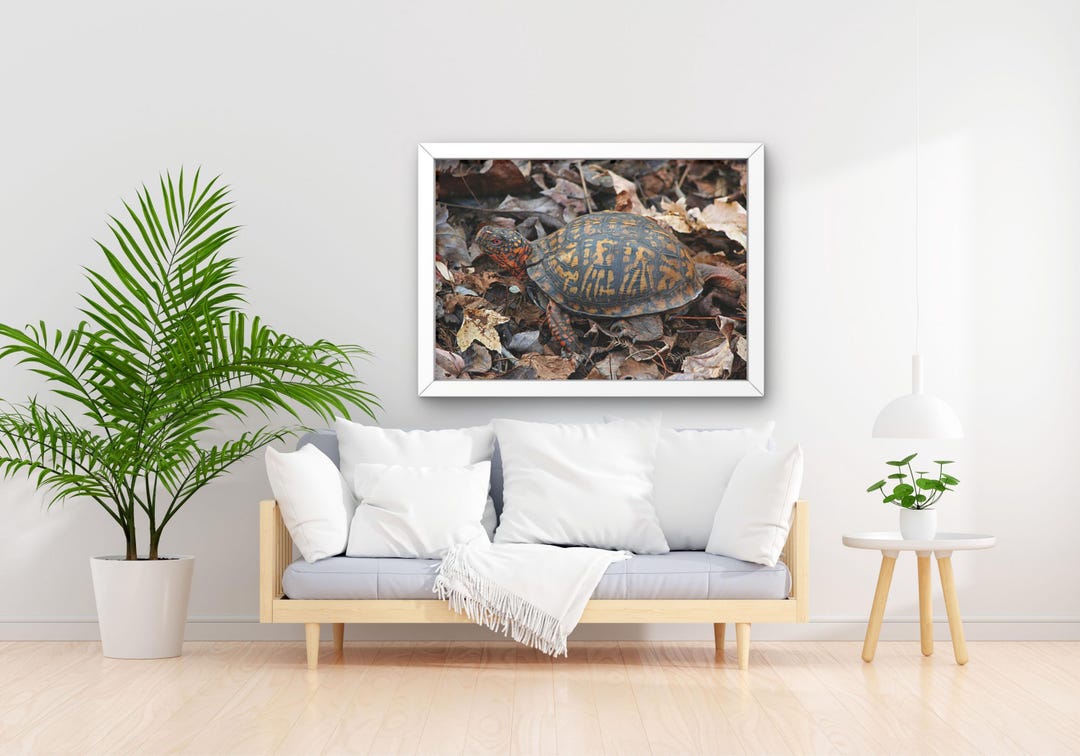 Digital Download: Eastern Painted Turtle Photo - Etsy