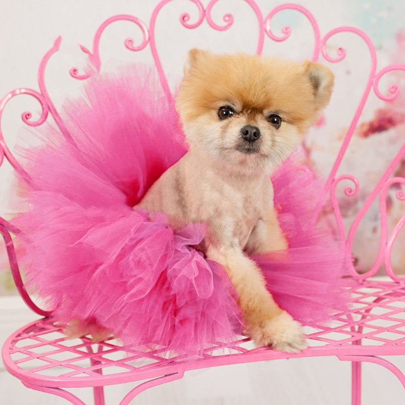 Dog Tutu - Etsy