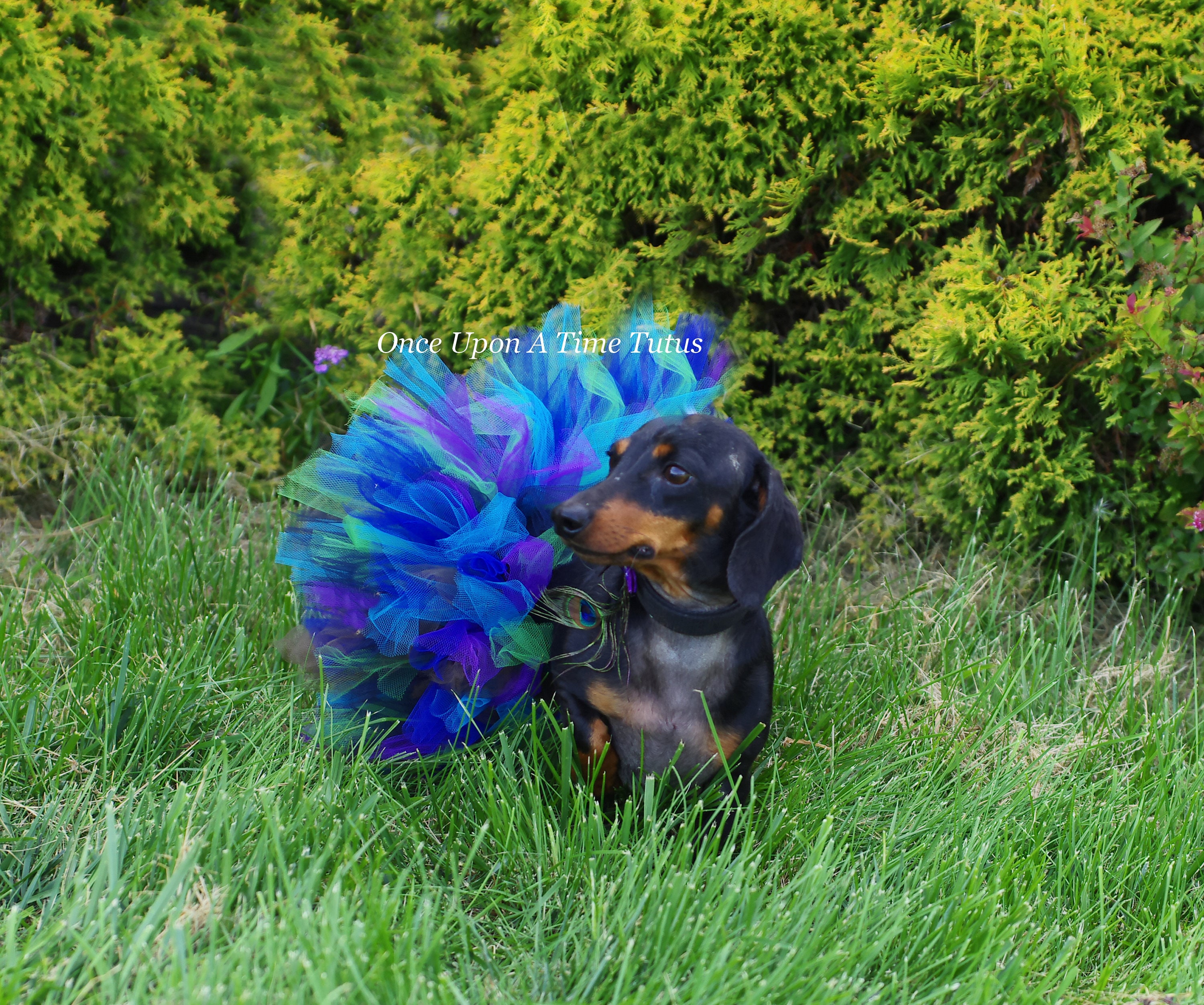 Peacock Dog Tutu Dog Tutu Puppy Tutu Skirt Dog Halloween | Etsy