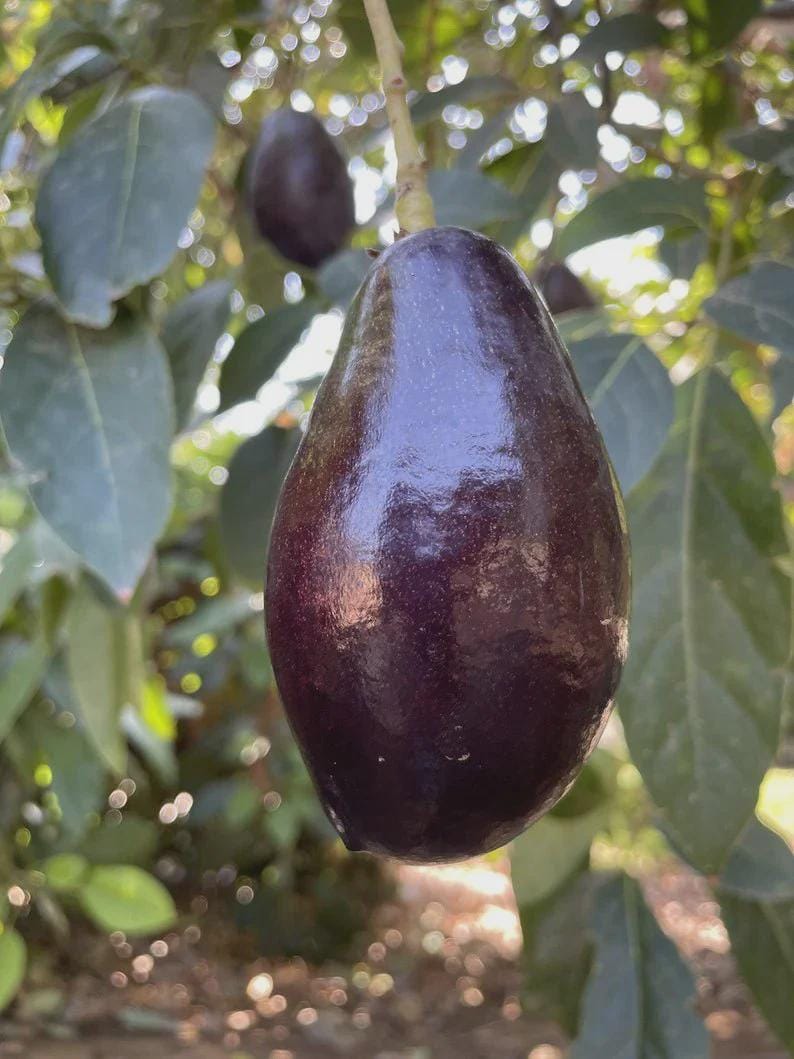 Mexicola Grande Avocado Seeds – Rare Tropical Fruit Tree Planting ...
