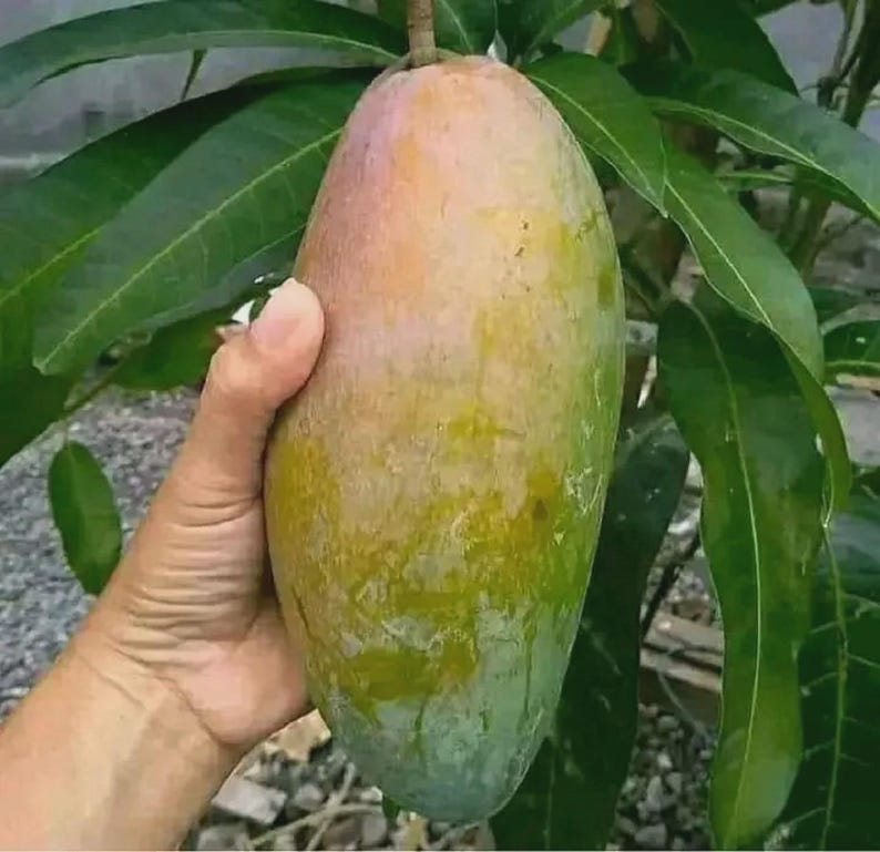 Rare Kiojay Mango Seeds – Exotic Tropical Mangifera Indica Fruit Tree ...