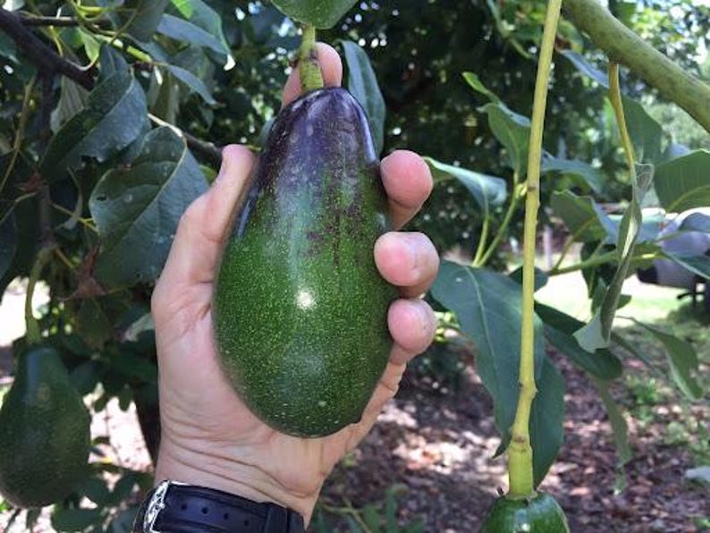 Mexicola Grande Avocado Seeds – Rare Tropical Fruit Tree Planting ...