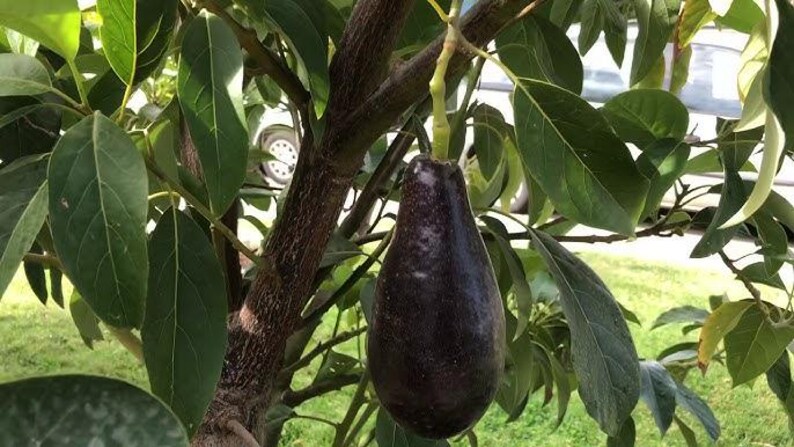 Mexicola Grande Avocado Seeds – Rare Tropical Fruit Tree Planting ...