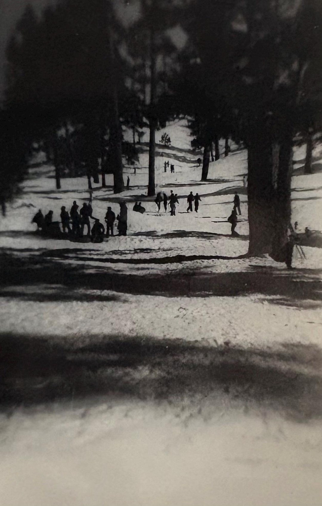 Original Antique Photograph | Sledding Through the Trees - Etsy
