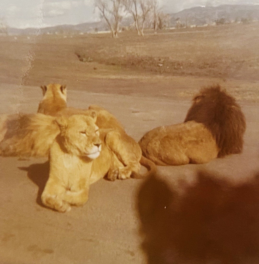Original Vintage Color Photograph | Lion Watch | 1971 - Etsy