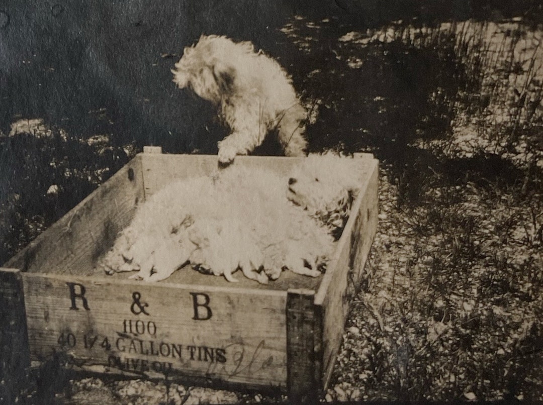 Original Antique Photograph | Shaggy Dog Family - Etsy