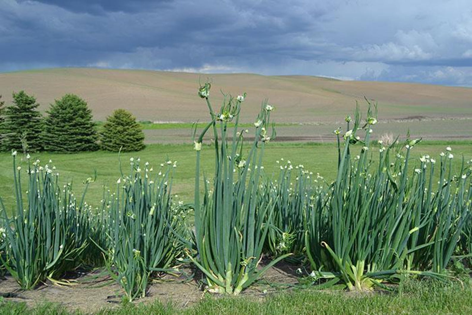 Walking Egyptian Onions, Tree Onions, Garlic Organic Heirloom Bulbils ...