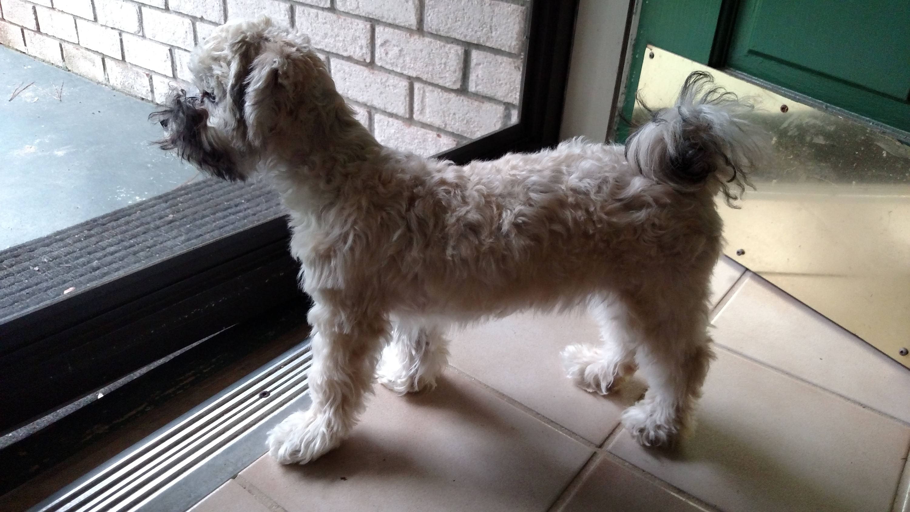 Custom Dog Decal Custom Pet Decal Custom Pet Sticker Custom | Etsy