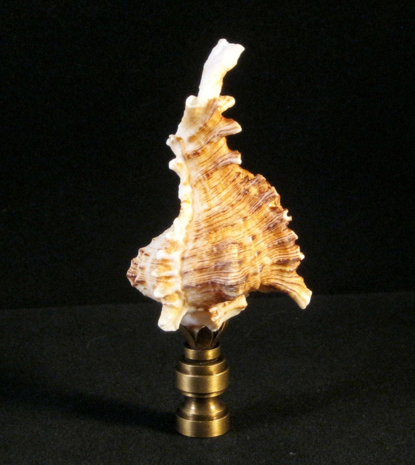 Lamp Finial-SEA SNAIL SHELL W/Polished or Antique Brass Base | Etsy