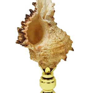 Lamp Finial-sea SNAIL SHELL W/polished or Antique Brass Finish Base (1 ...