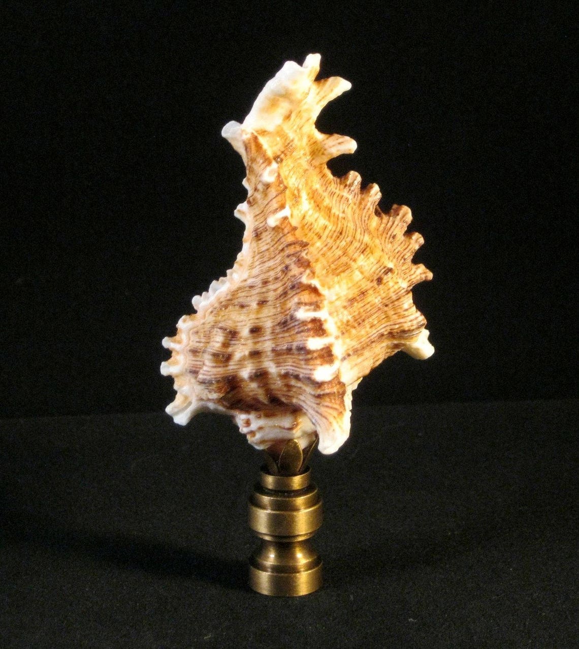 Lamp Finial-SEA SNAIL SHELL W/Polished or Antique Brass Base | Etsy
