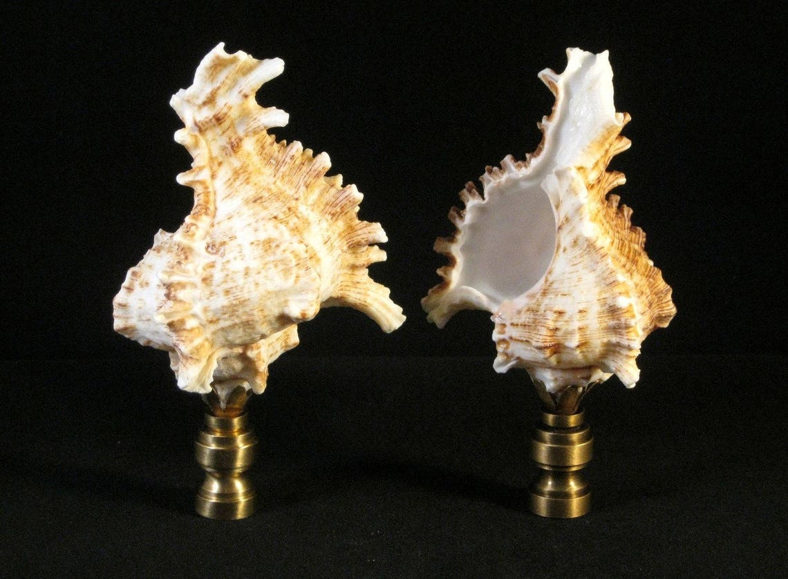 Lamp Finial-SEA SNAIL SHELL W/Polished or Antique Brass Base | Etsy