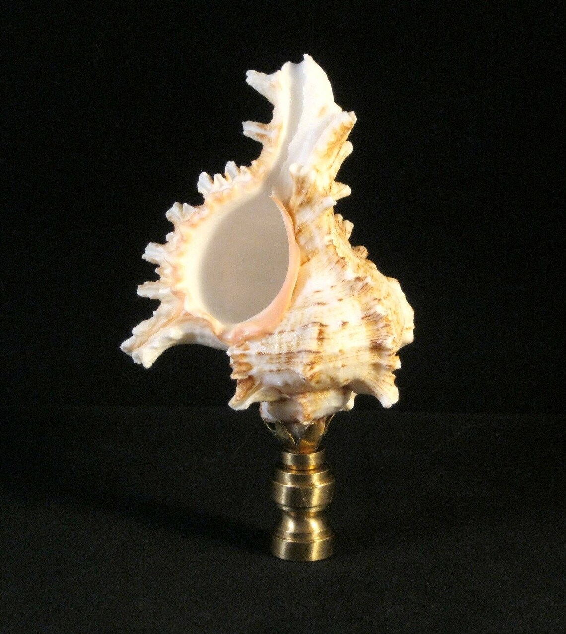 Lamp Finial-SEA SNAIL SHELL W/Polished or Antique Brass Base | Etsy