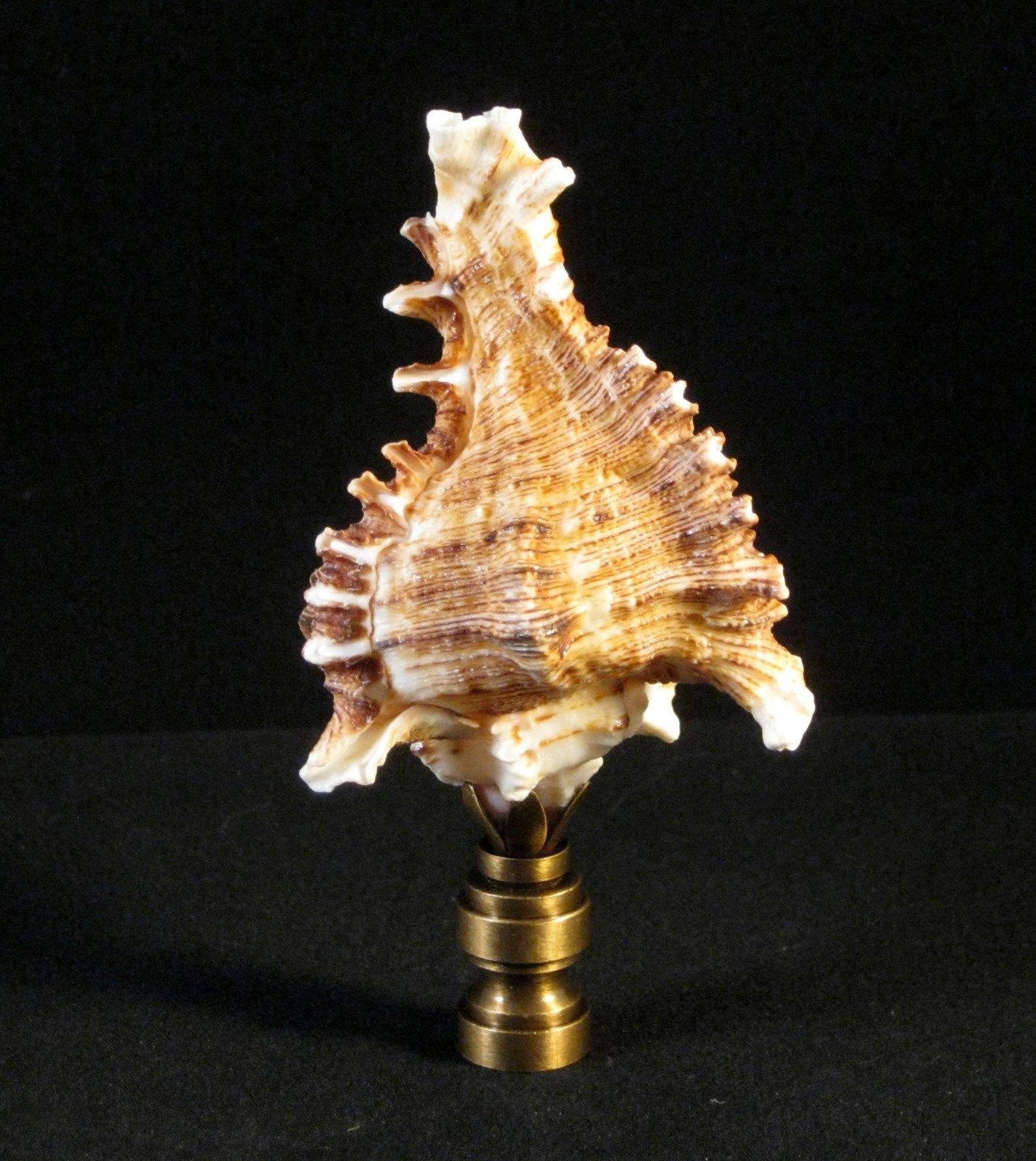 Lamp Finial-SEA SNAIL SHELL W/Polished or Antique Brass Base | Etsy