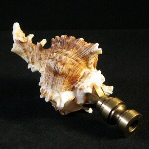 Lamp Finial-SEA SNAIL SHELL W/Polished or Antique Brass Base | Etsy