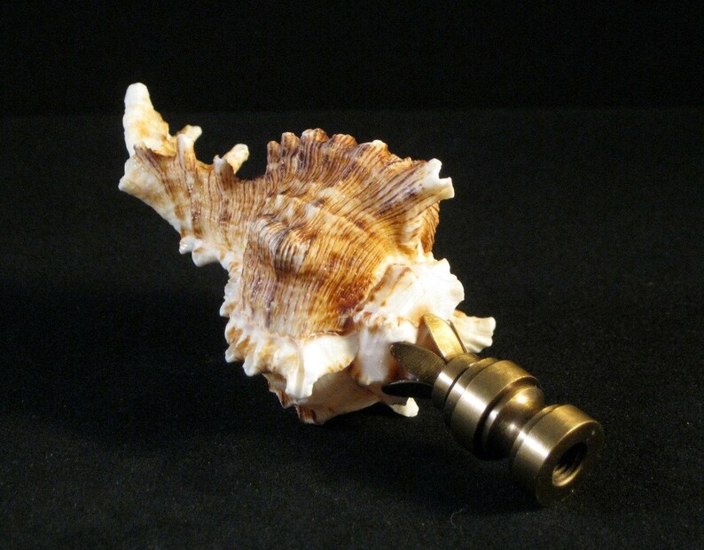 Lamp Finial-SEA SNAIL SHELL W/Polished or Antique Brass Base | Etsy