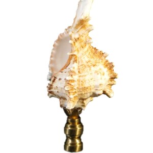 Lamp Finial-SEA SNAIL SHELL W/Polished or Antique Brass Base | Etsy