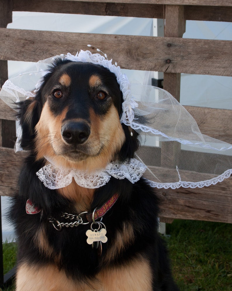 Upcycled Steampunk Dog Clothing Dog Bride Costume White | Etsy