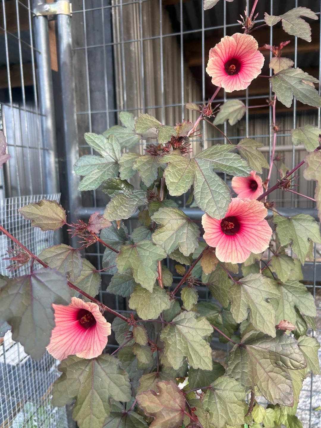 Cranberry Hibiscis African Rose Mallow Seeds - Etsy