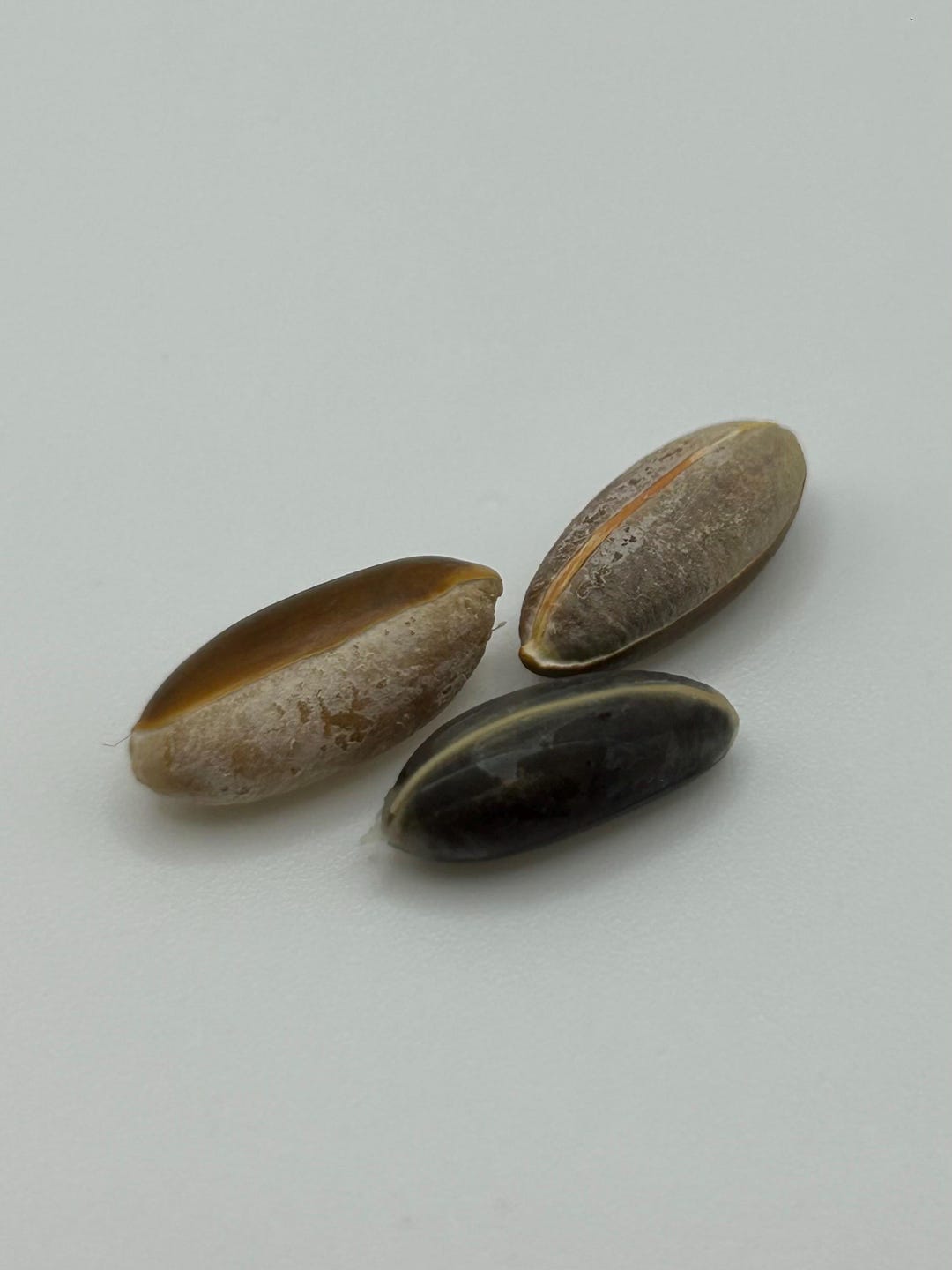 Miracle Berry Seeds from Synsepalum Dulcificum Tree - Etsy