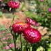 King Size Raspberry Rose Strawflower Seeds, 45 Seeds for Large Pink ...
