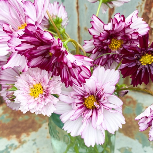 Cosmos Double Click Bicolor Pink Seeds 25 | Etsy