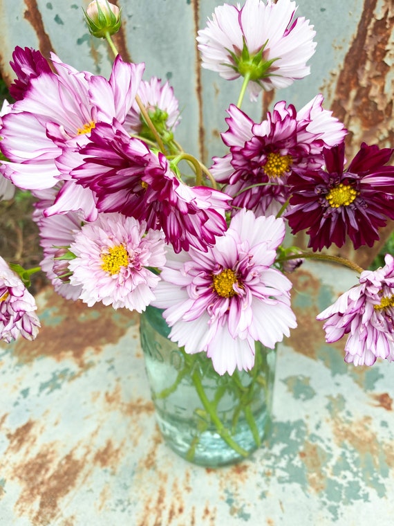 Double Click Bi Color Violet Cosmos 25 Seeds Double Cosmos | Etsy