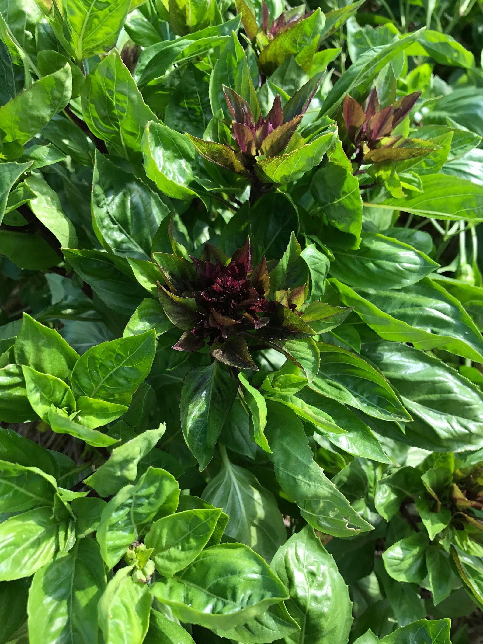 Cardinal Basil, Thai Basil Seeds, Great for Container Gardens and Small ...