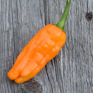 Greek Pepperoncini Peppers, Golden Greek Peppers, Heirloom Pepper Seeds ...