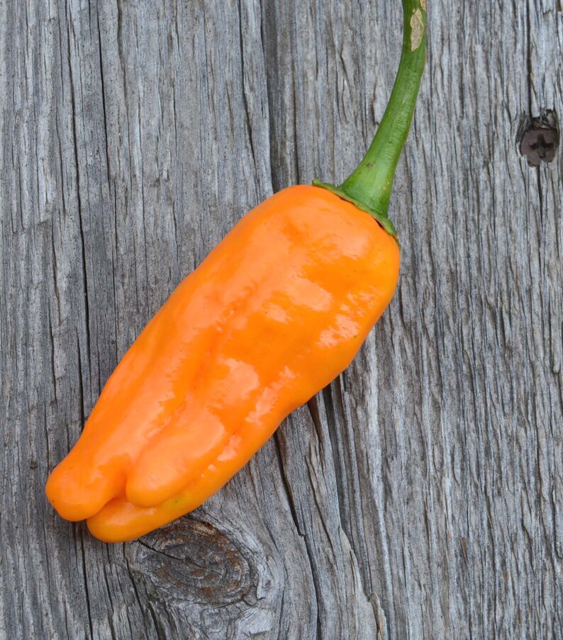 Greek Pepperoncini Peppers, Golden Greek Pepper Seeds - Etsy