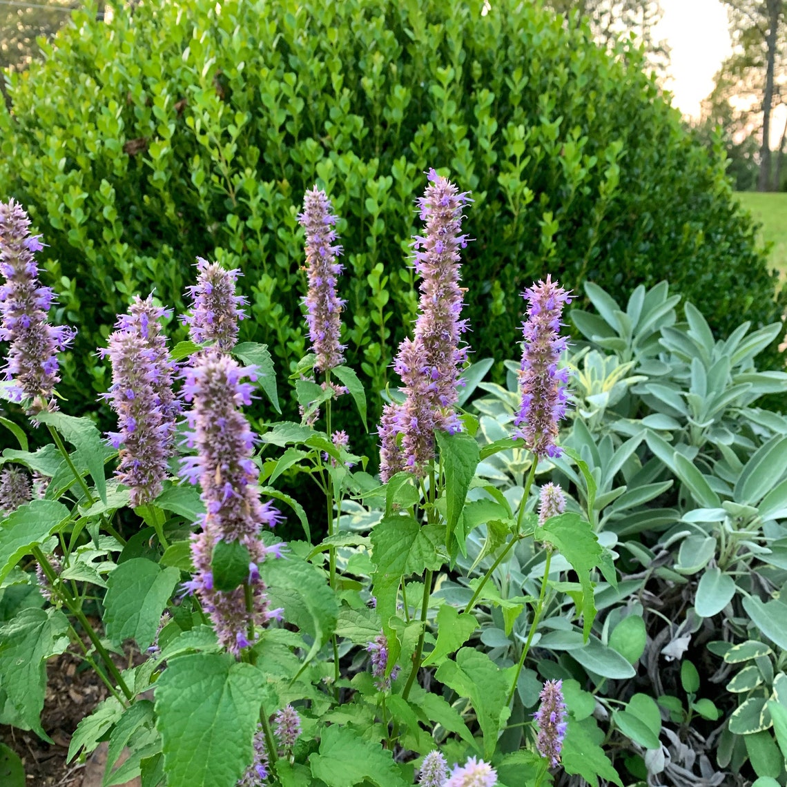 Anise Hyssop Seed, Purple Agastache Foeniculum, Butterfly and Bee ...