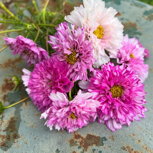 40 Cosmos Double Pink Rose / Annual / Flower Seeds. - Etsy