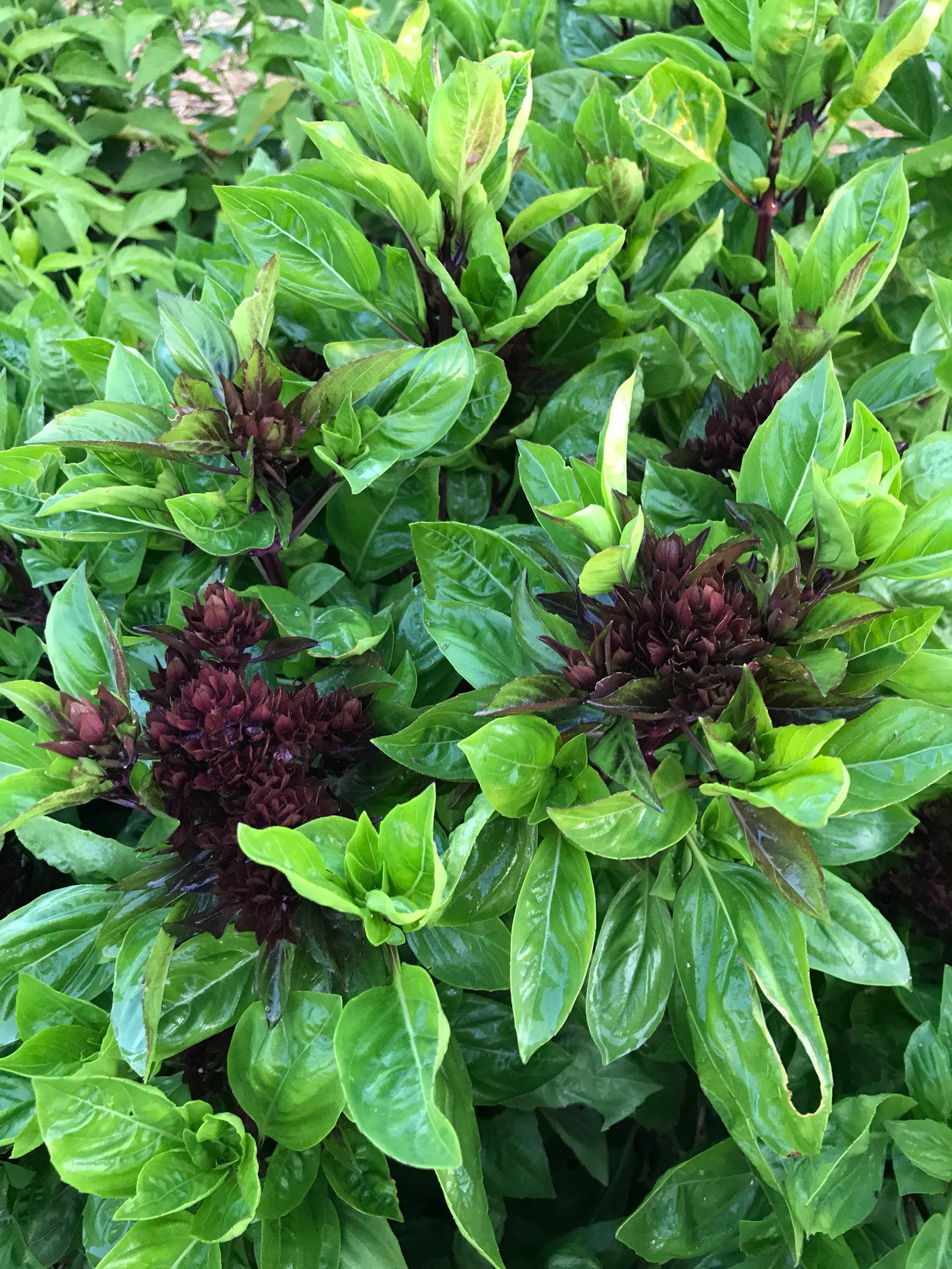 Cardinal Basil, Thai Basil Seeds, Great for Container Gardens and Small ...