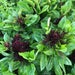 Cardinal Basil, Thai Basil Seeds, Great for Container Gardens and Small ...