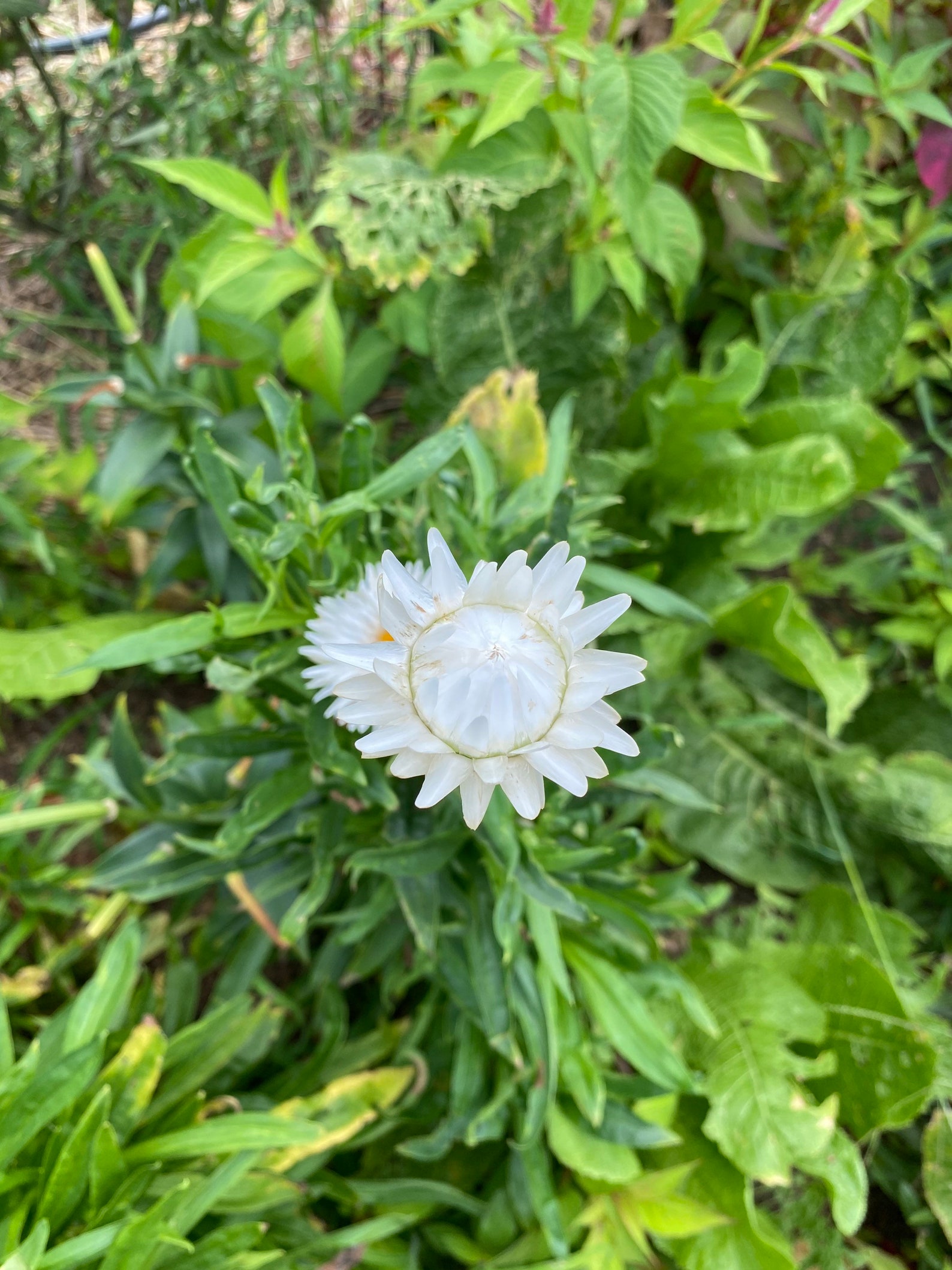 Vintage White Strawflower Seeds, Annual Flower Seeds for Fresh and ...