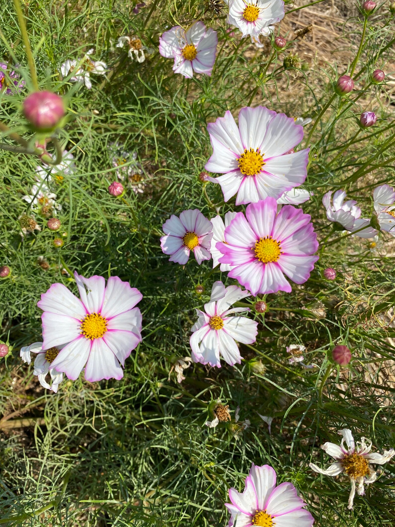 Picotee Cosmos Pink Flowering Cosmos 25 Seeds for Annual - Etsy
