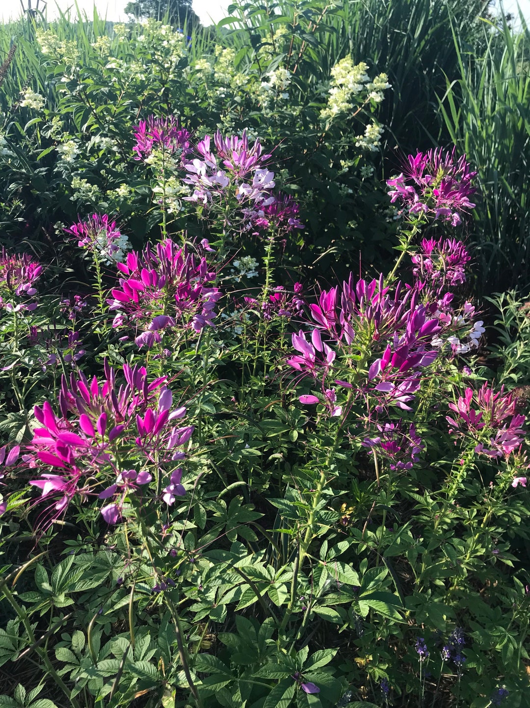 Cleome Seeds: Mixed Colors Spider Flowers for Butterfly Gardens - Etsy