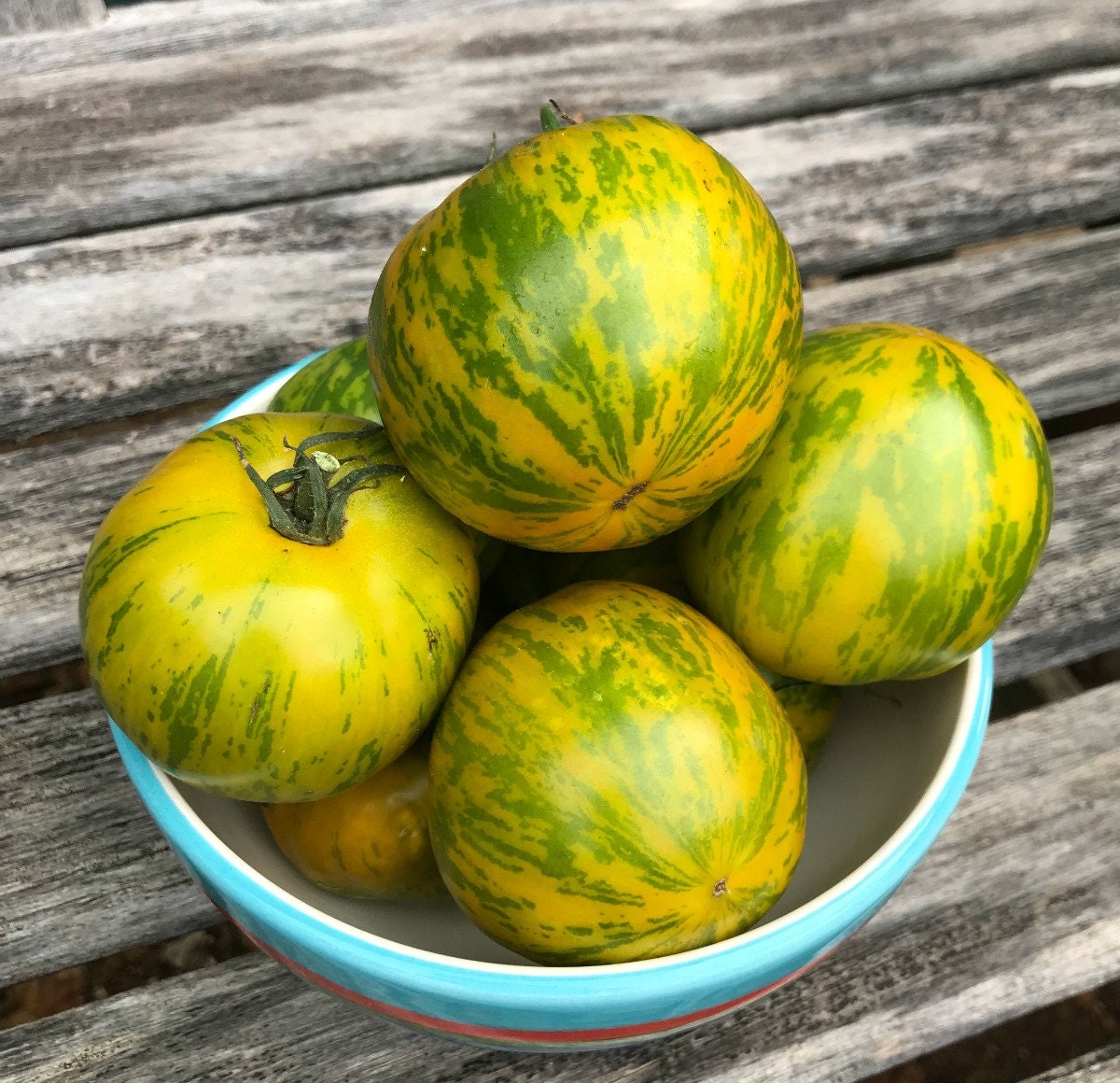 Green Zebra Tomato Seed Heirloom Tomato Seeds Great for - Etsy