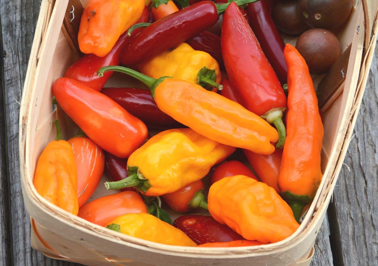 Greek Pepperoncini Peppers Golden Greek Peppers Heirloom | Etsy