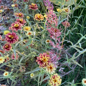 Ruby Grass Seeds, 50 Melinus Nerviglumis Seeds, Savannah Ruby Grass - Etsy