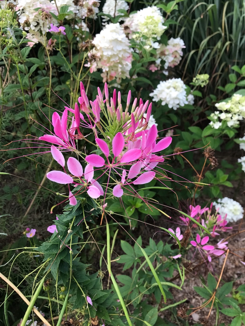 Cleome Seeds Spider Flowers in Mixed Colors Great for | Etsy