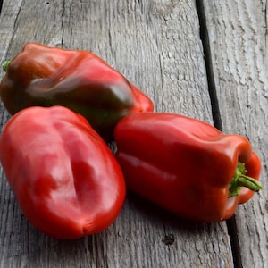Heirloom Bell Pepper, Red Bell Pepper Seeds, Heirloom Peppers- Great ...
